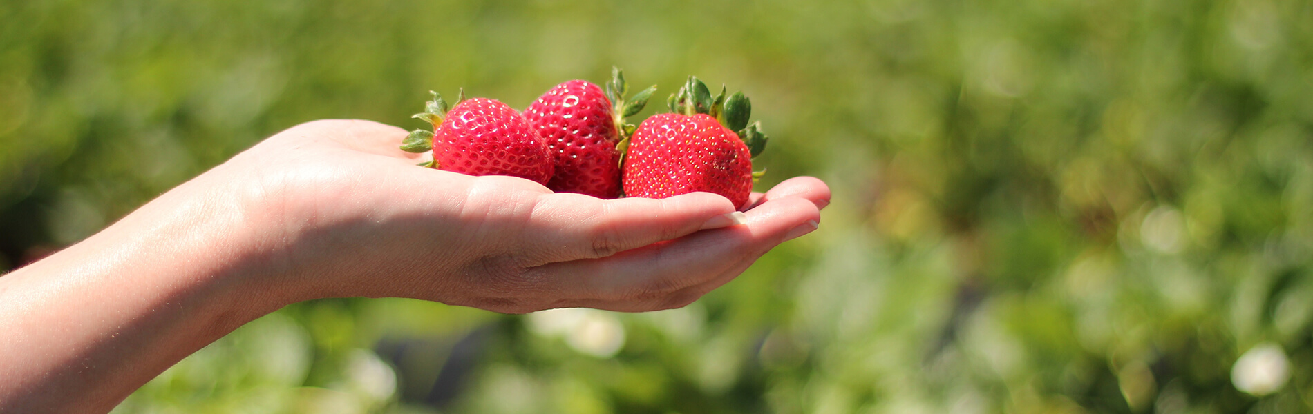 Galagro SAS – Más y Mejores Productos